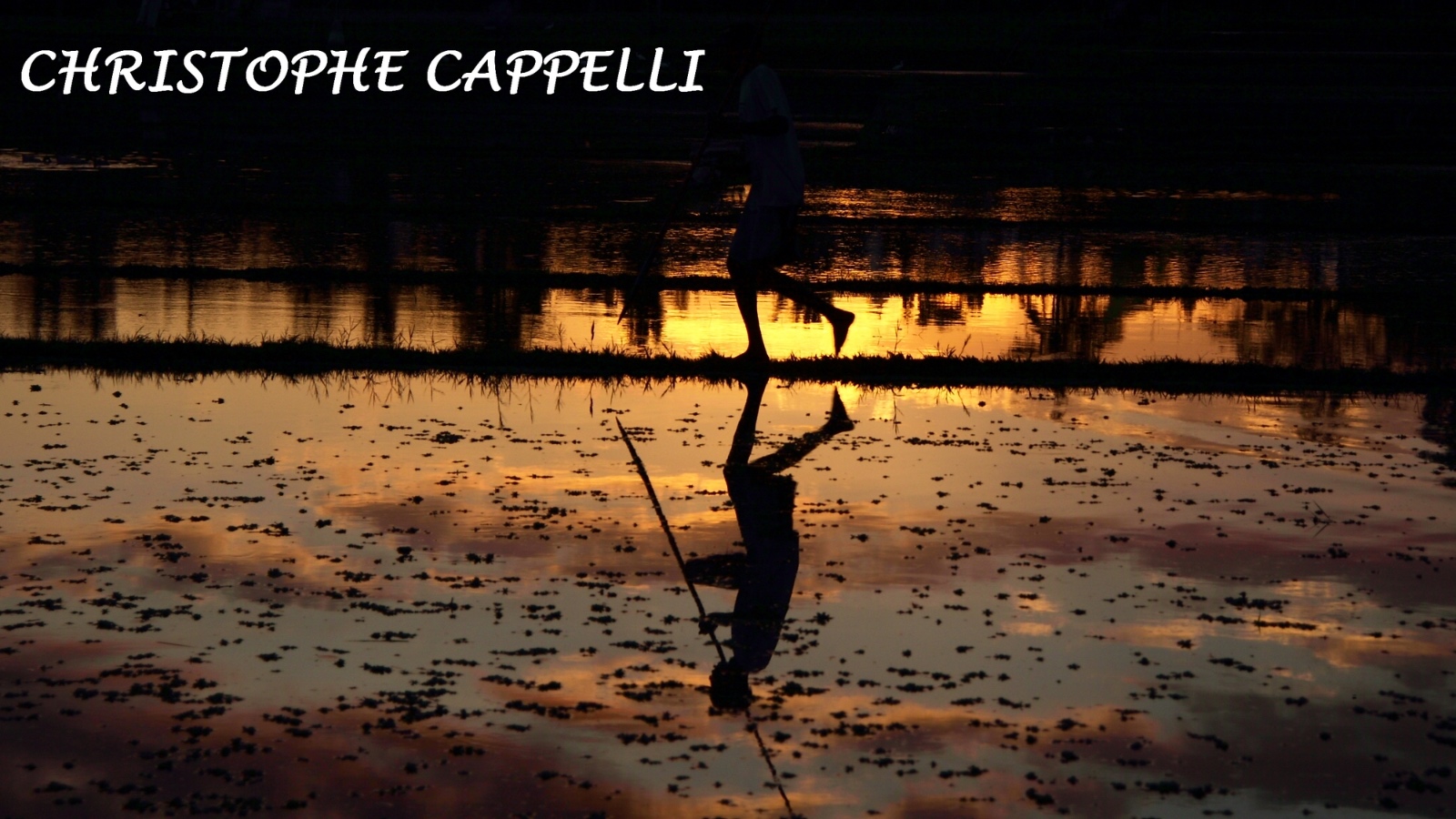 Ubud – rice fields at sunset